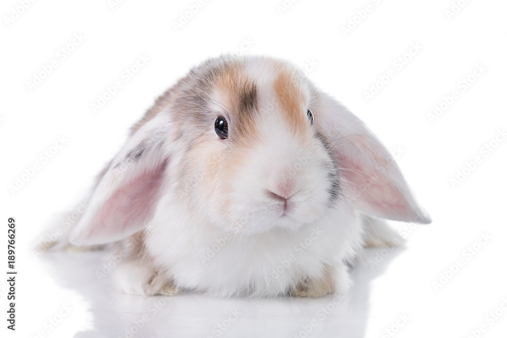 Red Mini Satin Rabbit