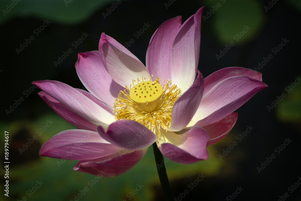 Lotus Flower Fertility | Best Flower Site