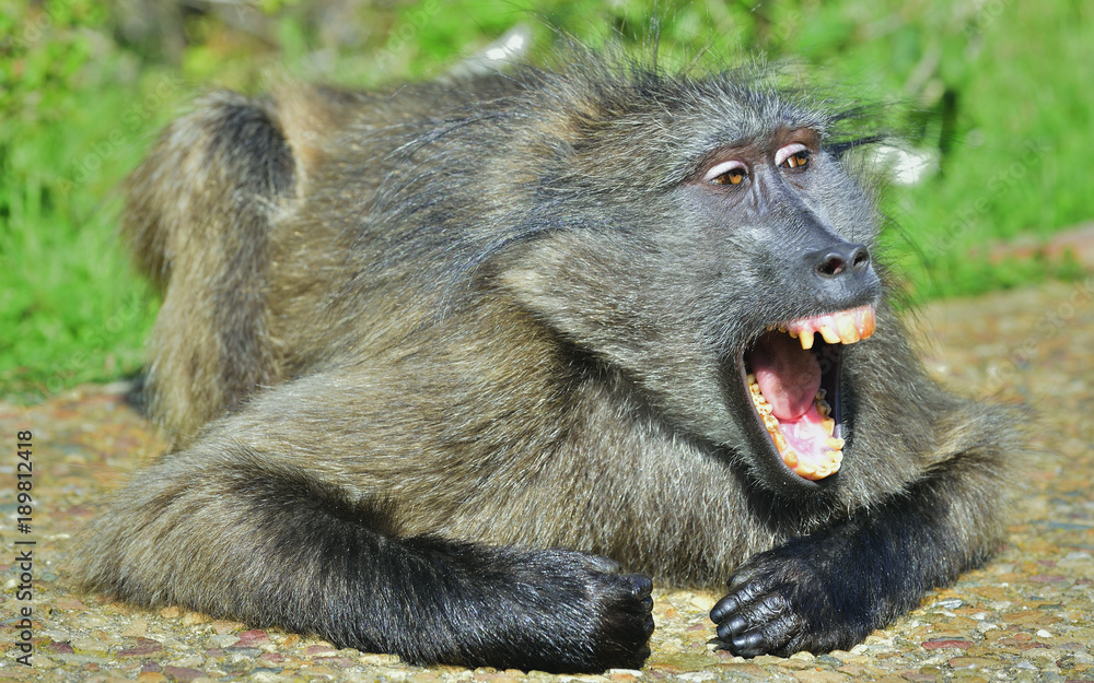 Olive Baboon Teeth