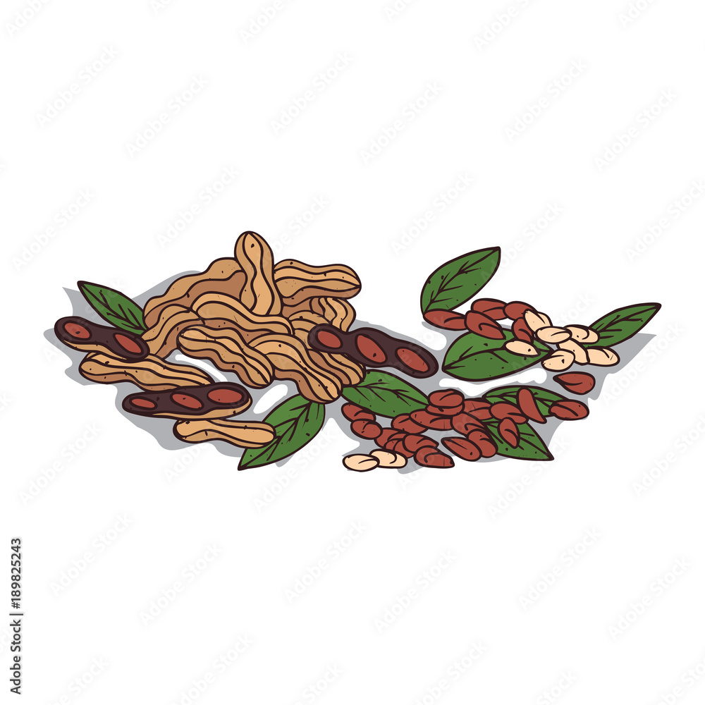 Isolated clipart of plant Peanut on white background. Botanical drawing ...