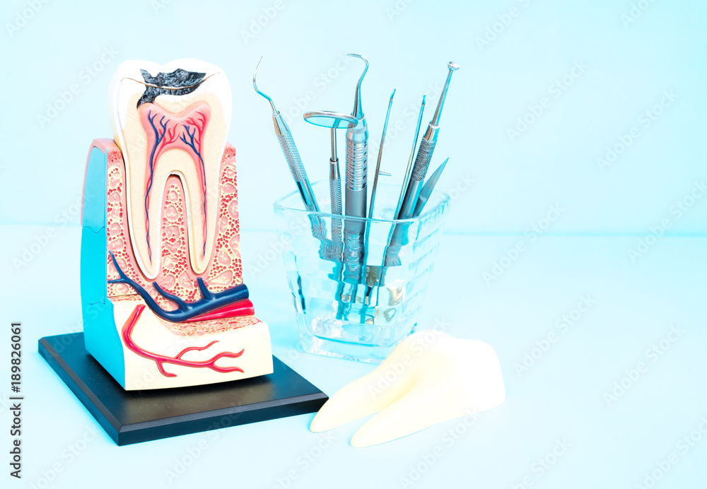 tooth anatomy on blue background. Stock Photo | Adobe Stock