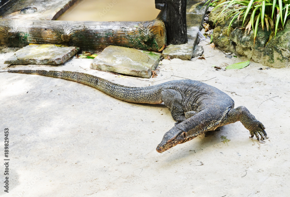Varan on a sandy background in the shade moves slowly. Thai Varan Stock ...