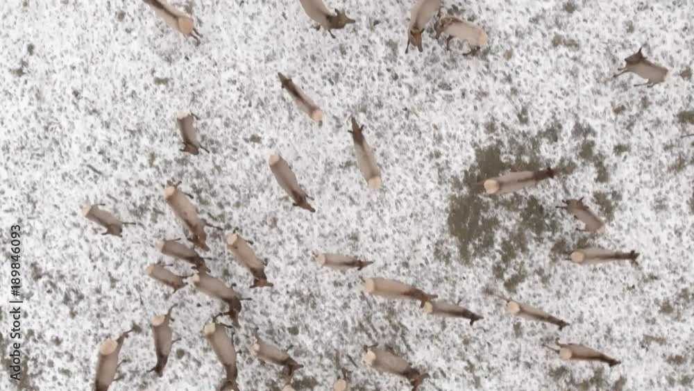 Aerial amazing shot above beautiful herd of elk running in a field ...