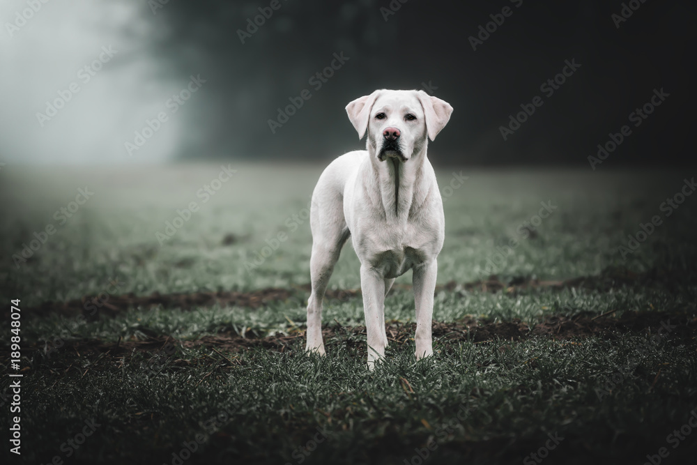 Is Labrador A Strong Dog