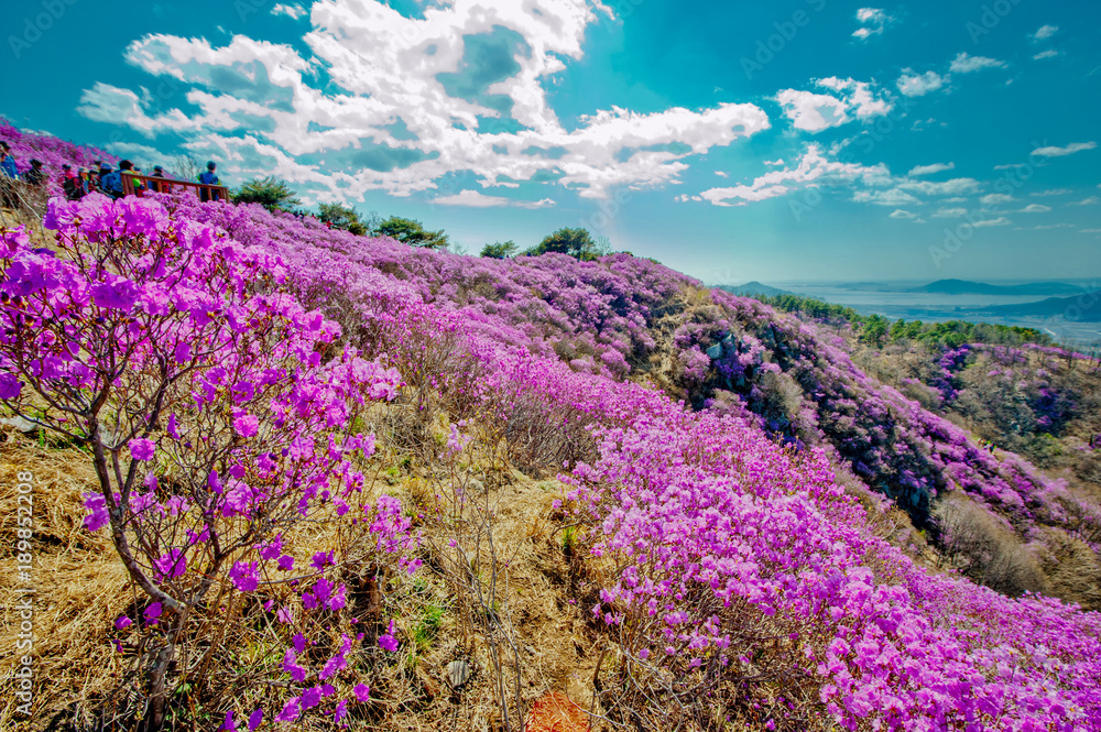 Beautiful Goryeosan mountain with spring flowers - Ganghwado, South ...