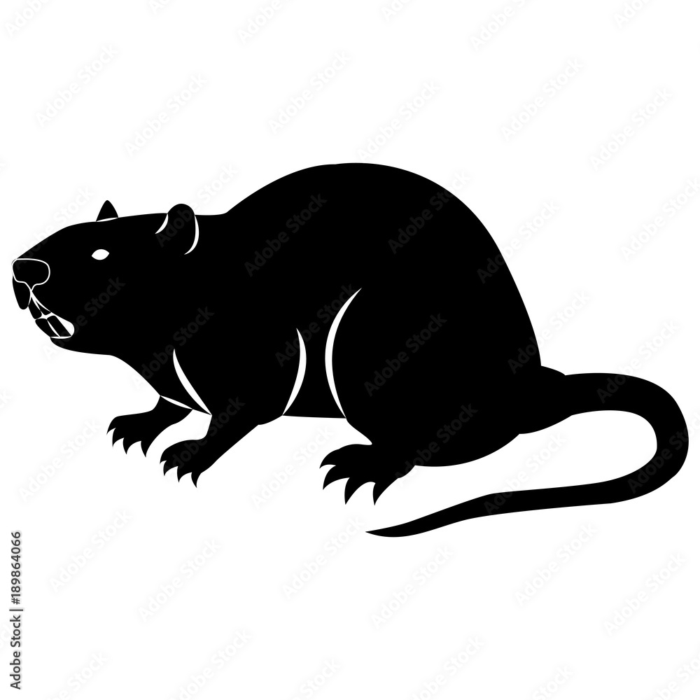 Vector image of silhouette of muskrat on a white background Stock ...