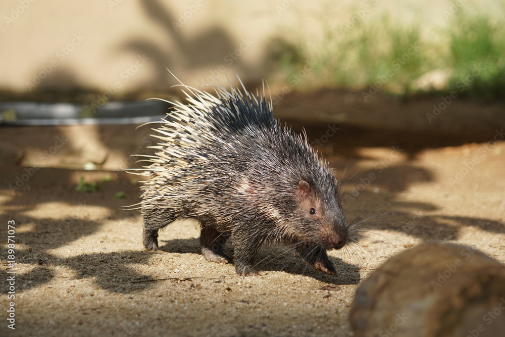 Portrait of cute porcupine. The Malayan porcupine or Himalayan ...