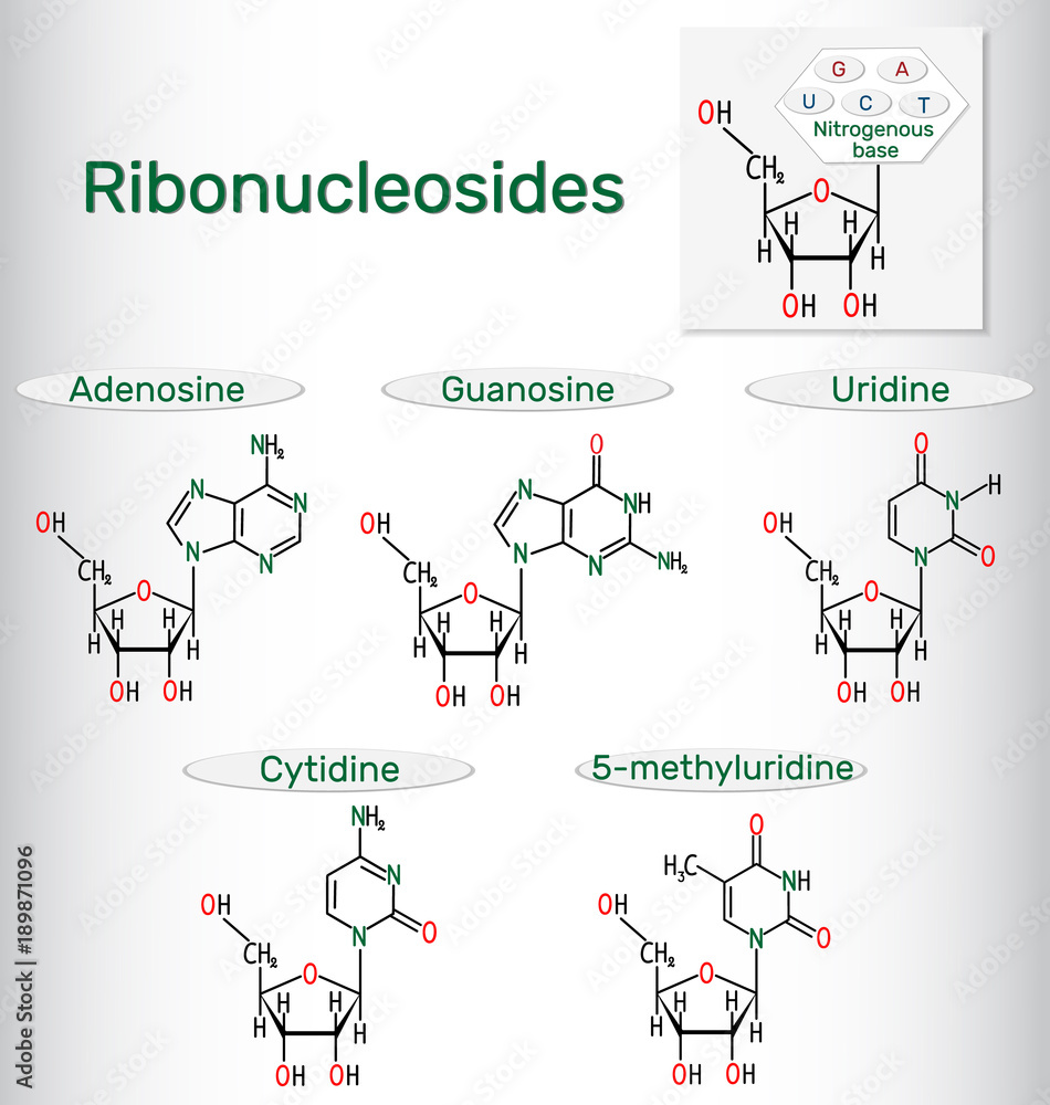 Ribonucleoside