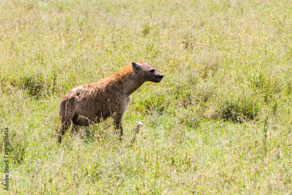 The spotted hyena (Crocuta crocuta), also known as the laughing hyena ...
