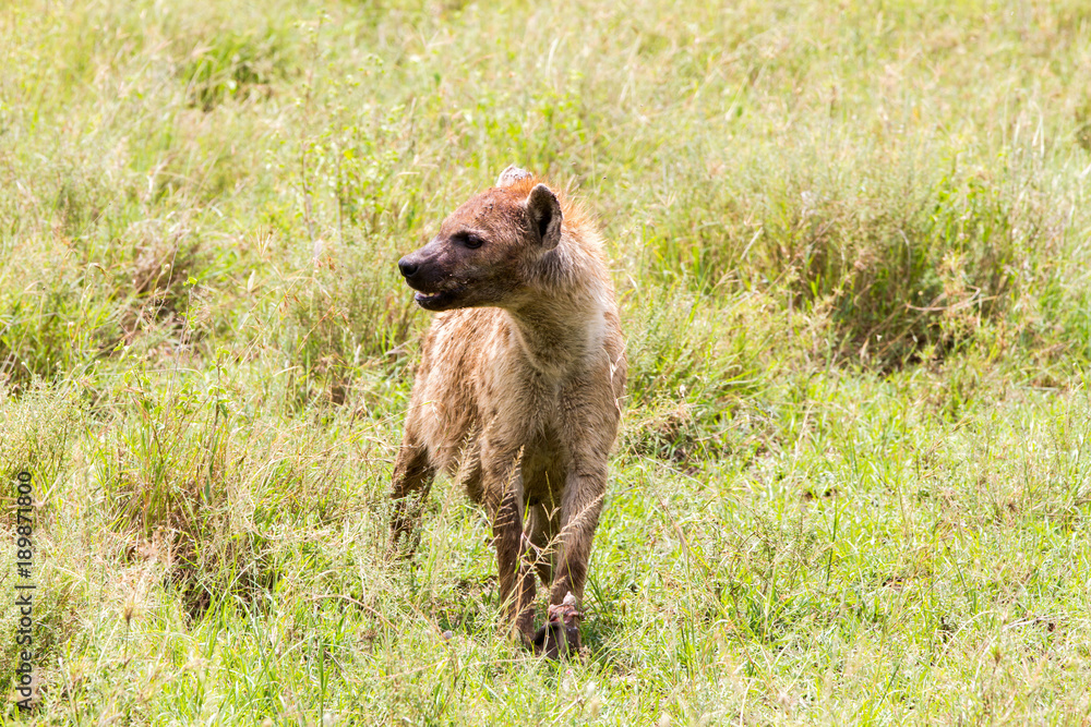 The spotted hyena (Crocuta crocuta), also known as the laughing hyena ...