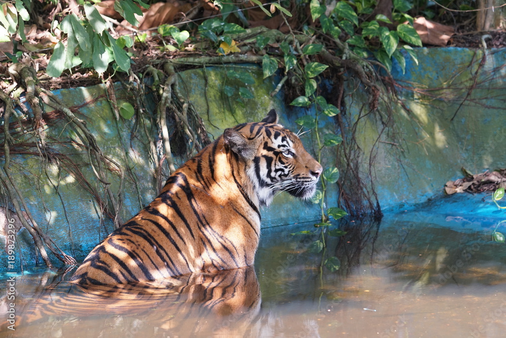 A male Malayan tiger (Panthera tigris jacksoni) take a bath in pond ...