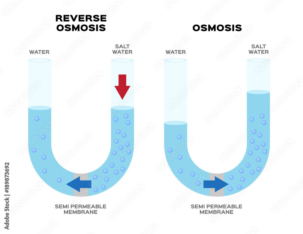 osmosis and reverse osmosis infographic vector Stock Vector | Adobe Stock