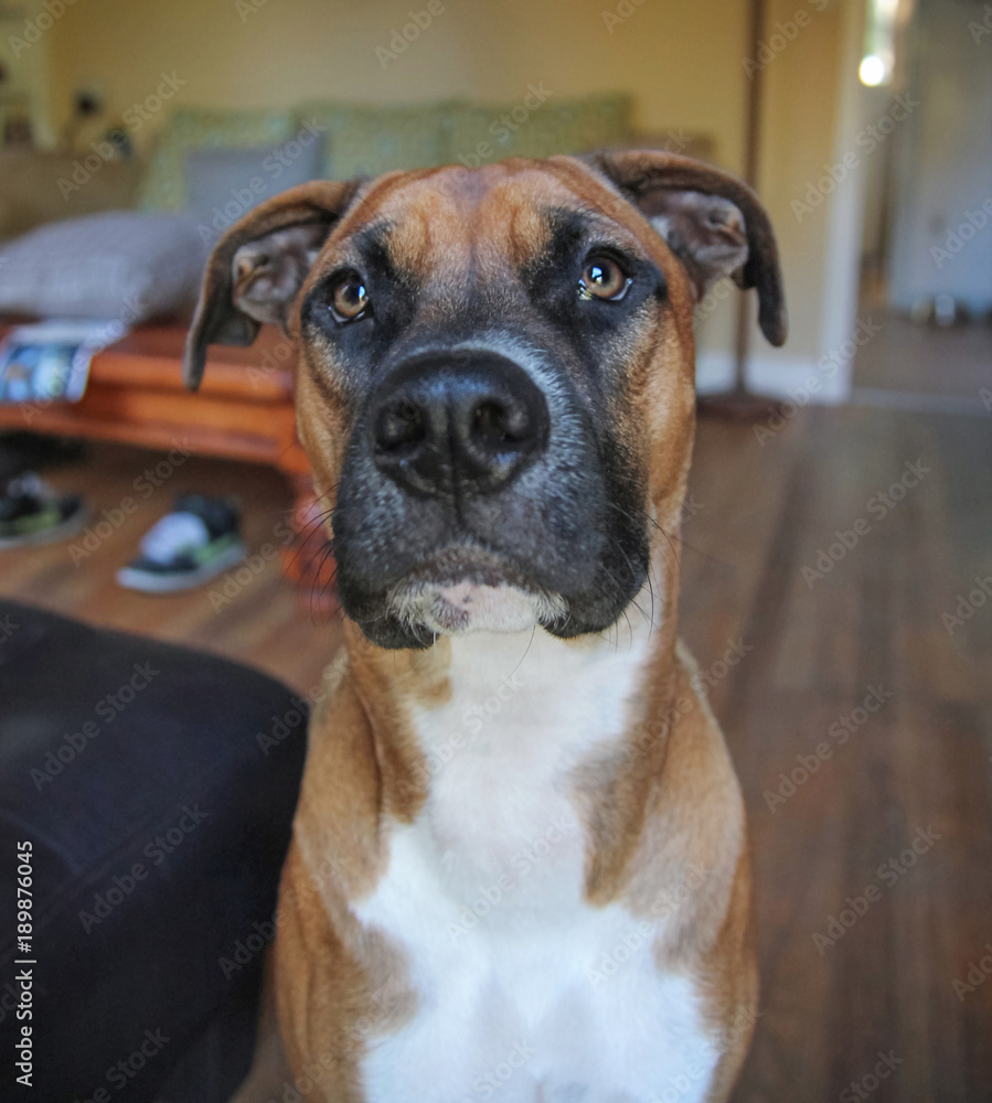 Bull Terrier Boxer Mix