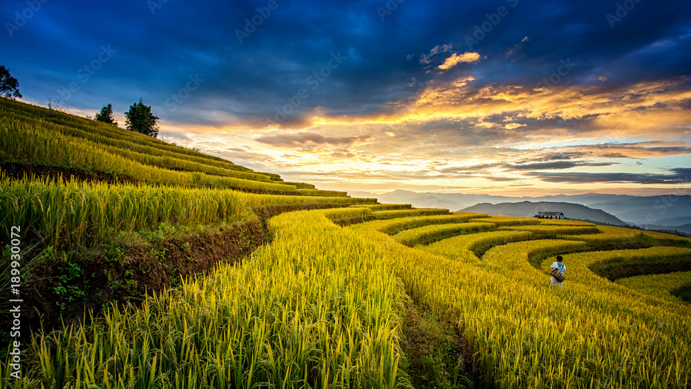 Rice fields on terraced of Chiangmai, Thailand. Rice fields prepare the ...
