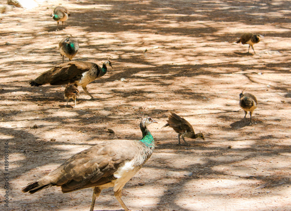 Pfauenmutter mit Pfauenbabies beim fressen im Plaka Forest Pfauenwald ...