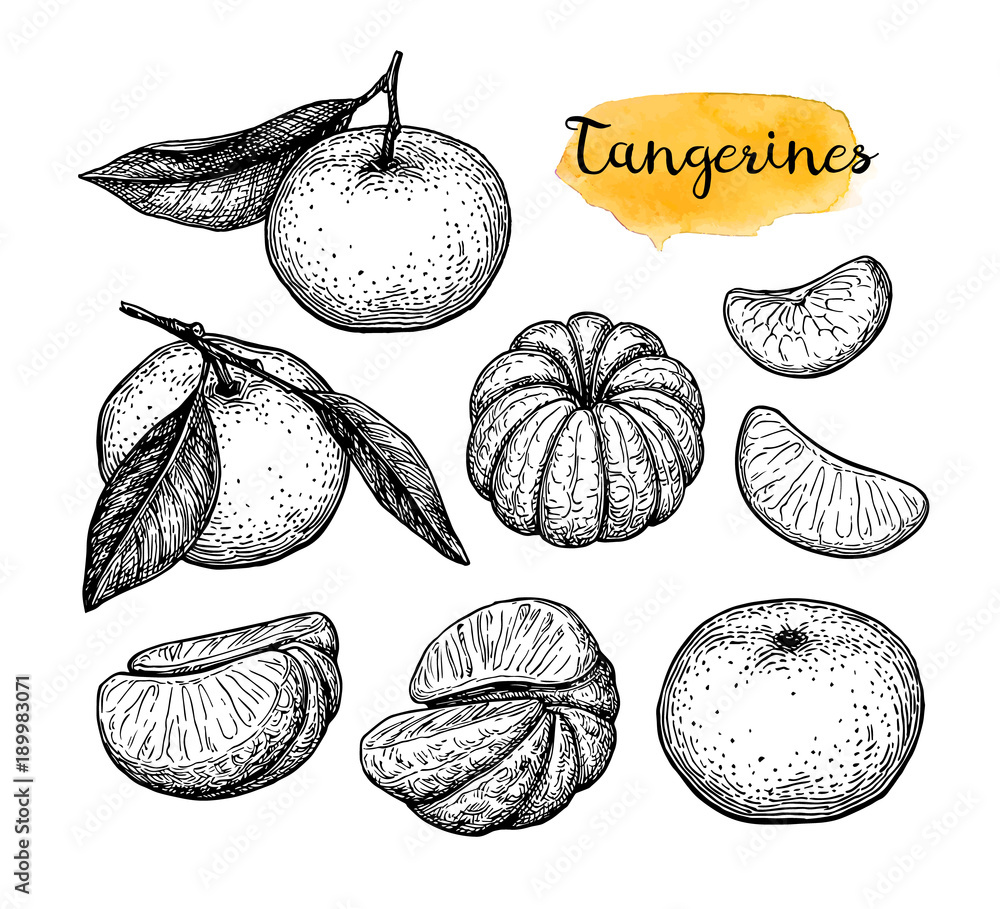 Ink sketch of tangerines. Stock Vector | Adobe Stock