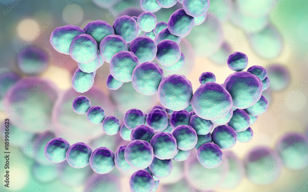 Bacteria Peptococcus, anaerobic Gram-positive cocci, they are part of ...