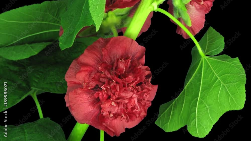 Time-lapse of blooming red filled mallow (Alcea Rosea) flower 2a1 in ...