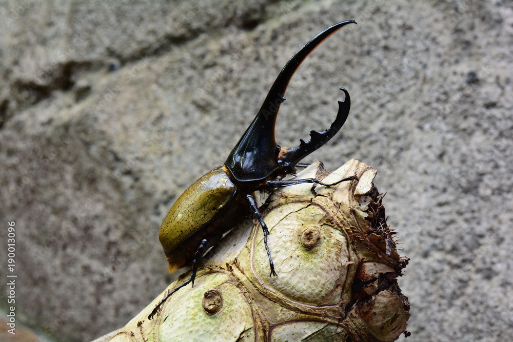The worlds largest extent beetle, the Hercules beetle,aka a rhino ...