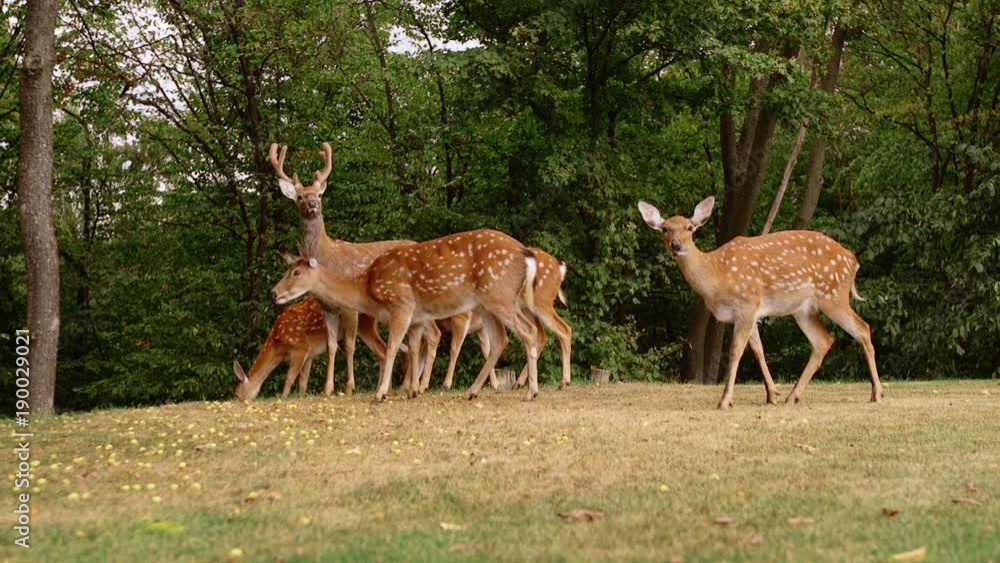 Slow motion video of wild Deer family group move in wild nature of Sri ...