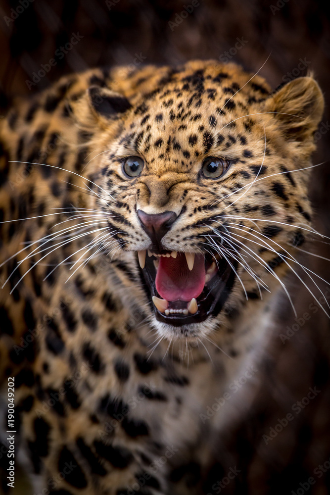 Leopard Growl