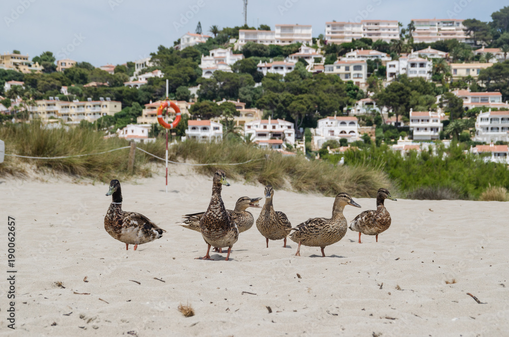 Patos en la playa más grande de Menorca, Son Bou. Stock Photo | Adobe Stock