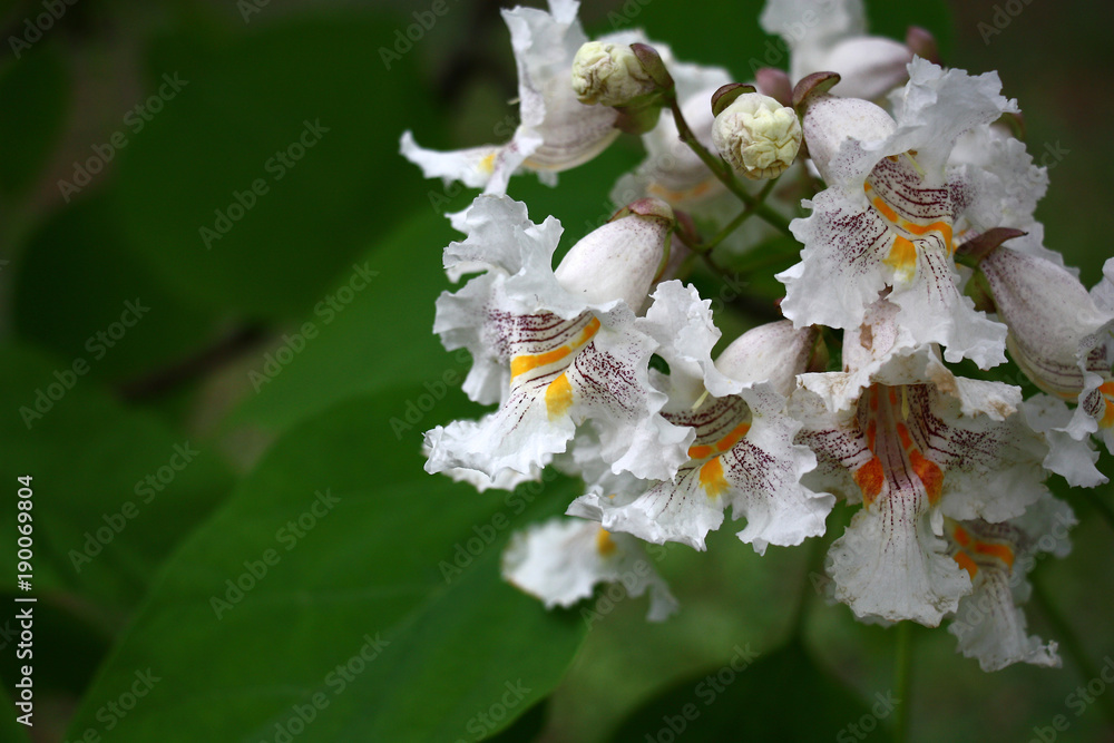 Catalpa inflorescence./The catalpa bignonioides among large green ...