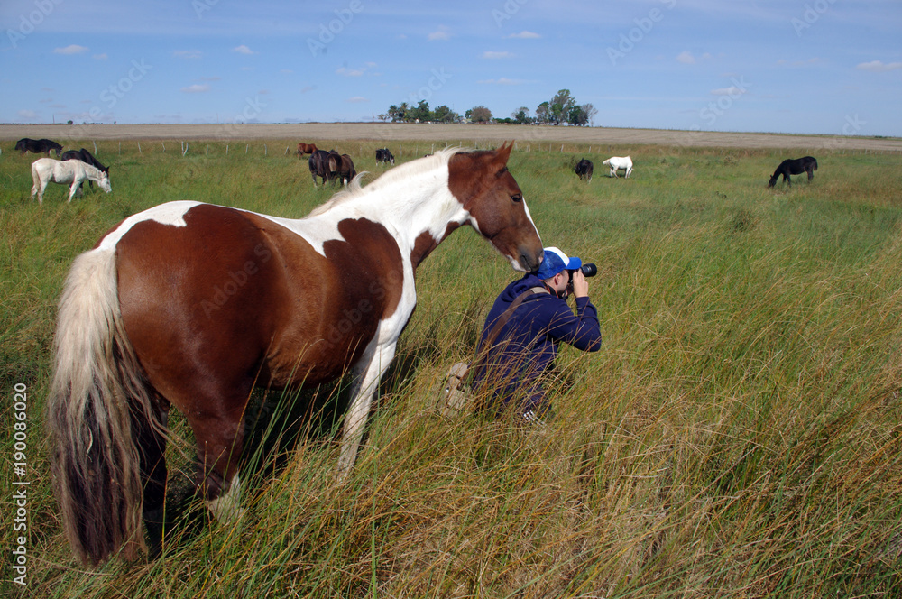 animales ; caballo manso Stock Photo | Adobe Stock