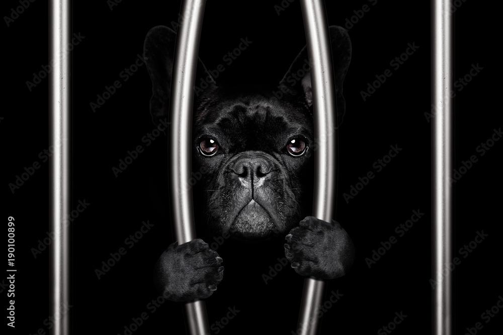 dog behind bars in jail prison Stock Photo | Adobe Stock