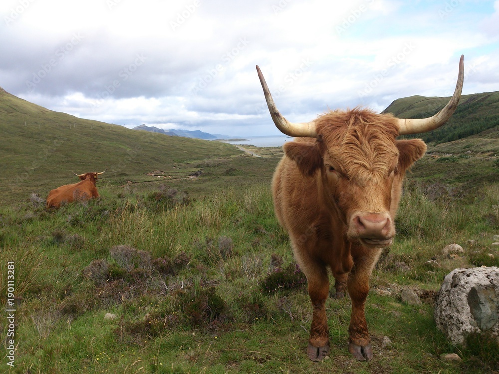 Highlander the typical beef breed originally from Scotland Stock Photo ...