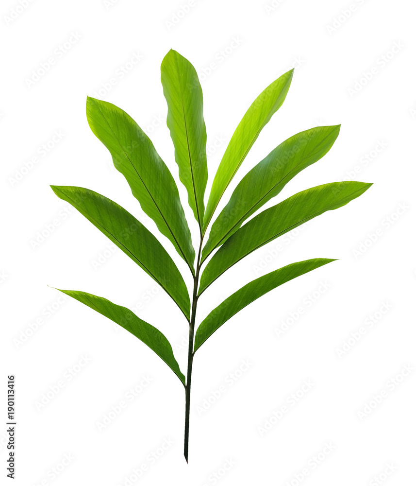 Green tropical plant red ginger leaves (Alpinia purpurata) isolated on ...