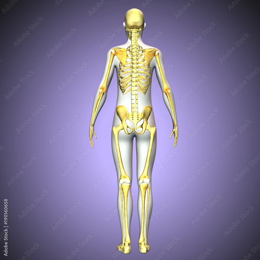 Human Skeleton Back 3d