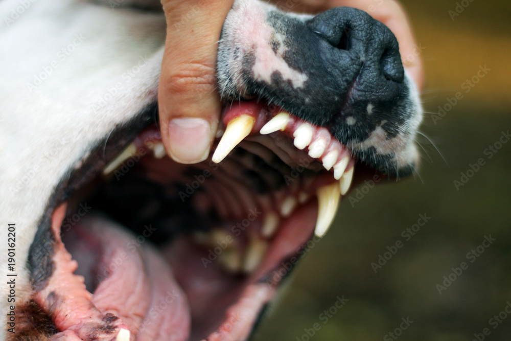Canine jaws with large fangs Stock Photo | Adobe Stock