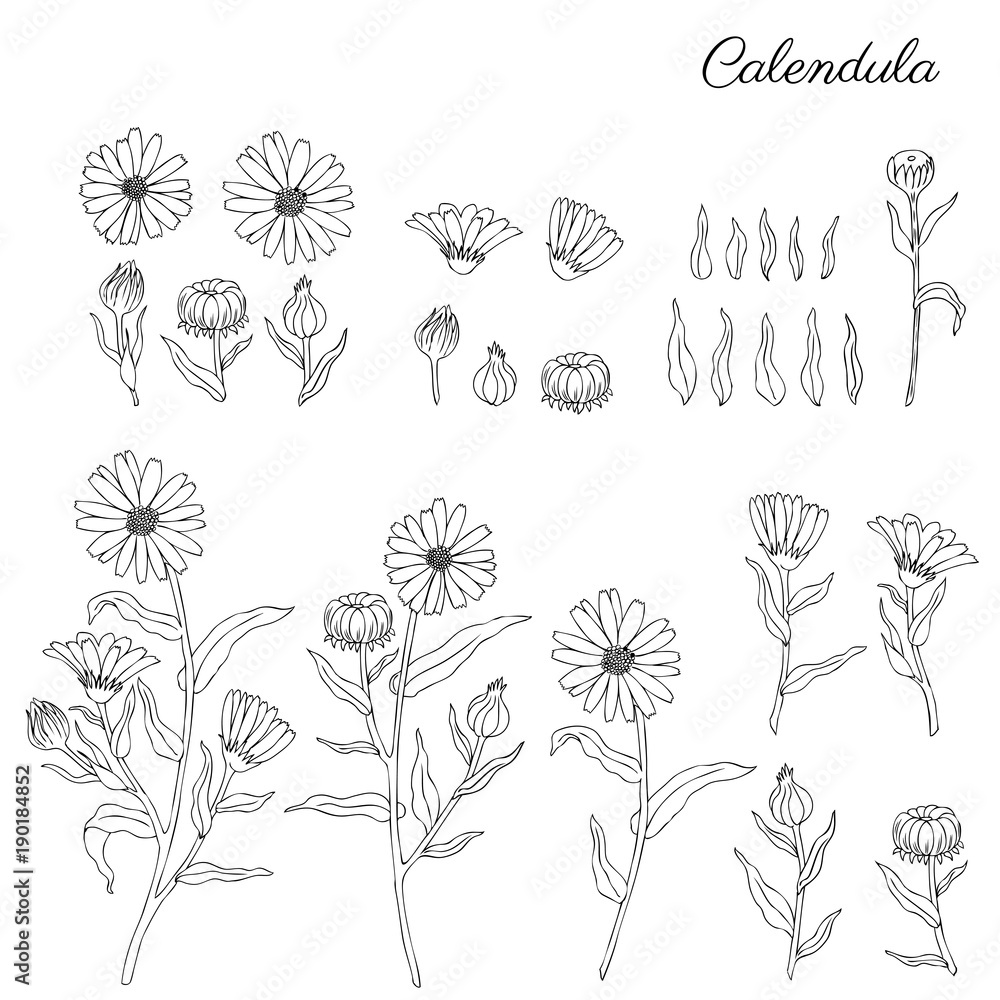 Calendula officinalis flowers isolated on white background, botanical ...