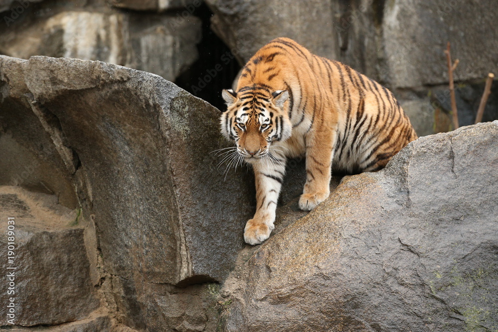 Siberian Tigers Resting