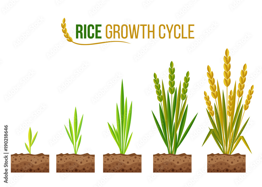 Rice Growth cycle 5 step vector design Stock Vector | Adobe Stock