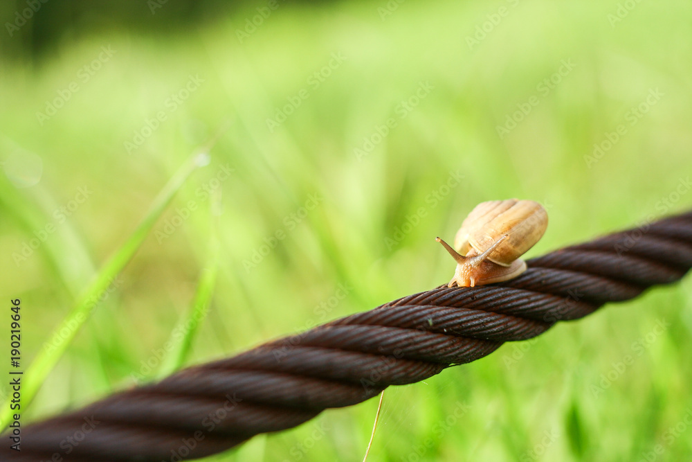 Snail on sling and grass background. Stock Photo | Adobe Stock