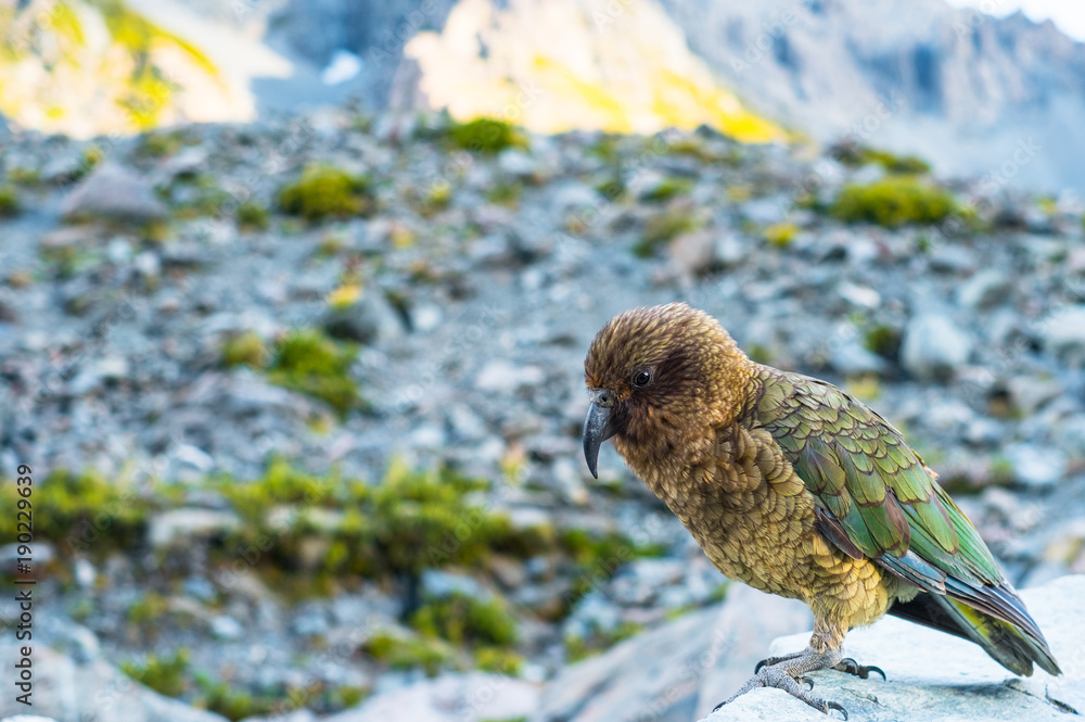 Kia Bird stand on the rock beside the glacier lake in Mt Cook National ...