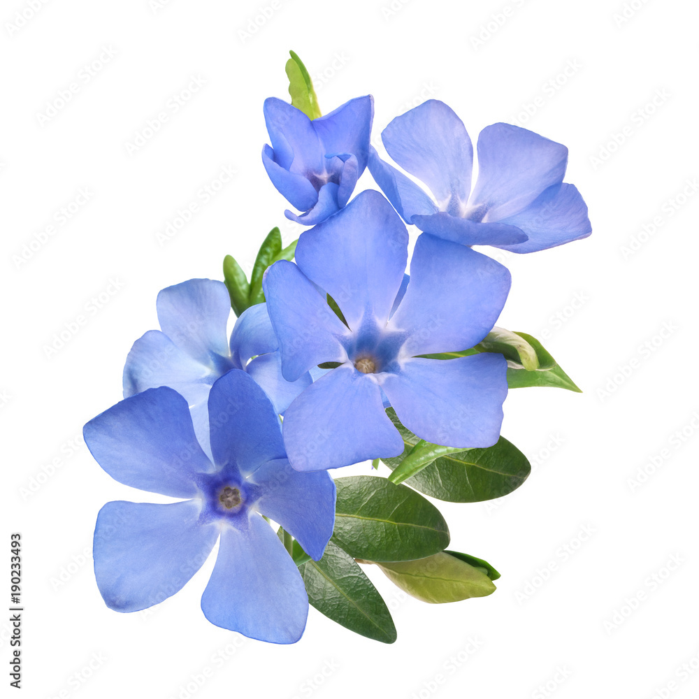 bright violet wild periwinkle flower bouquet Stock Photo | Adobe Stock