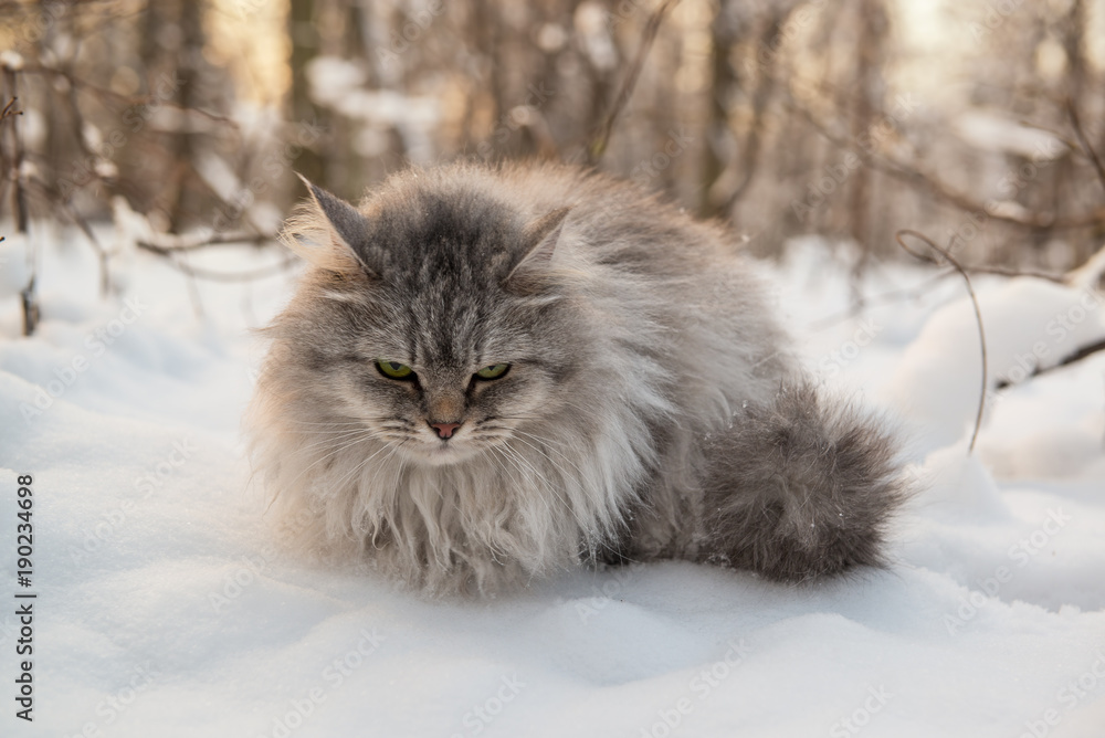 Grumpy Cat Snow