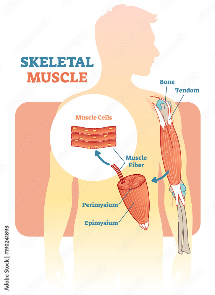 Skeletal muscle vector illustration diagram, anatomical scheme with ...