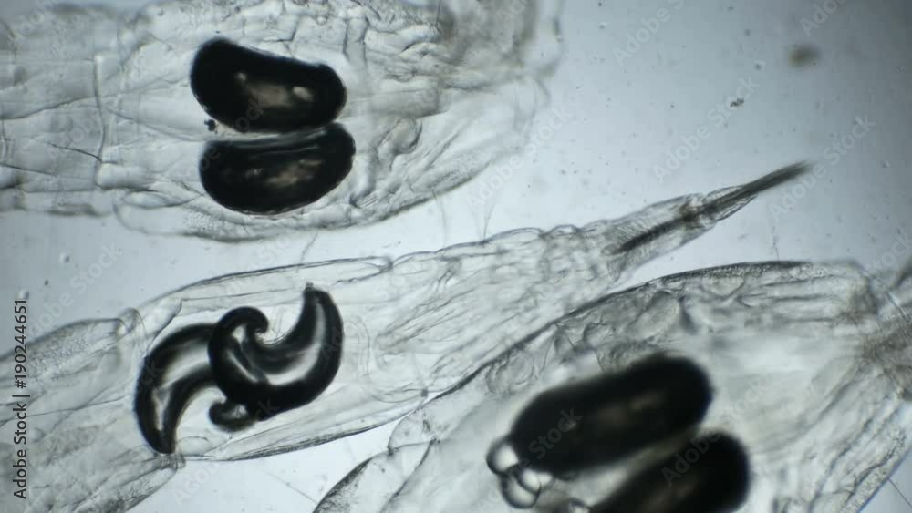 a transparent larva under the microscope,with internal organs,like an ...