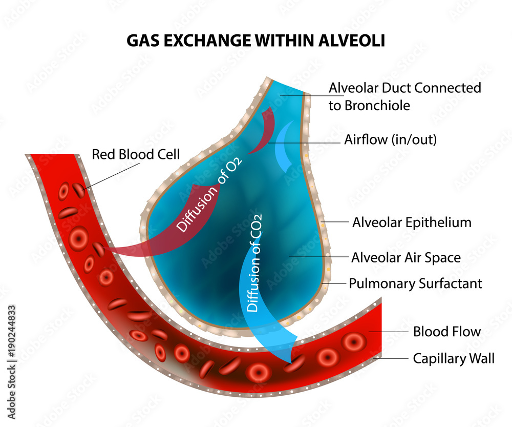 GAS EXCHANGE WITHIN ALVEOLI Stock Vector | Adobe Stock
