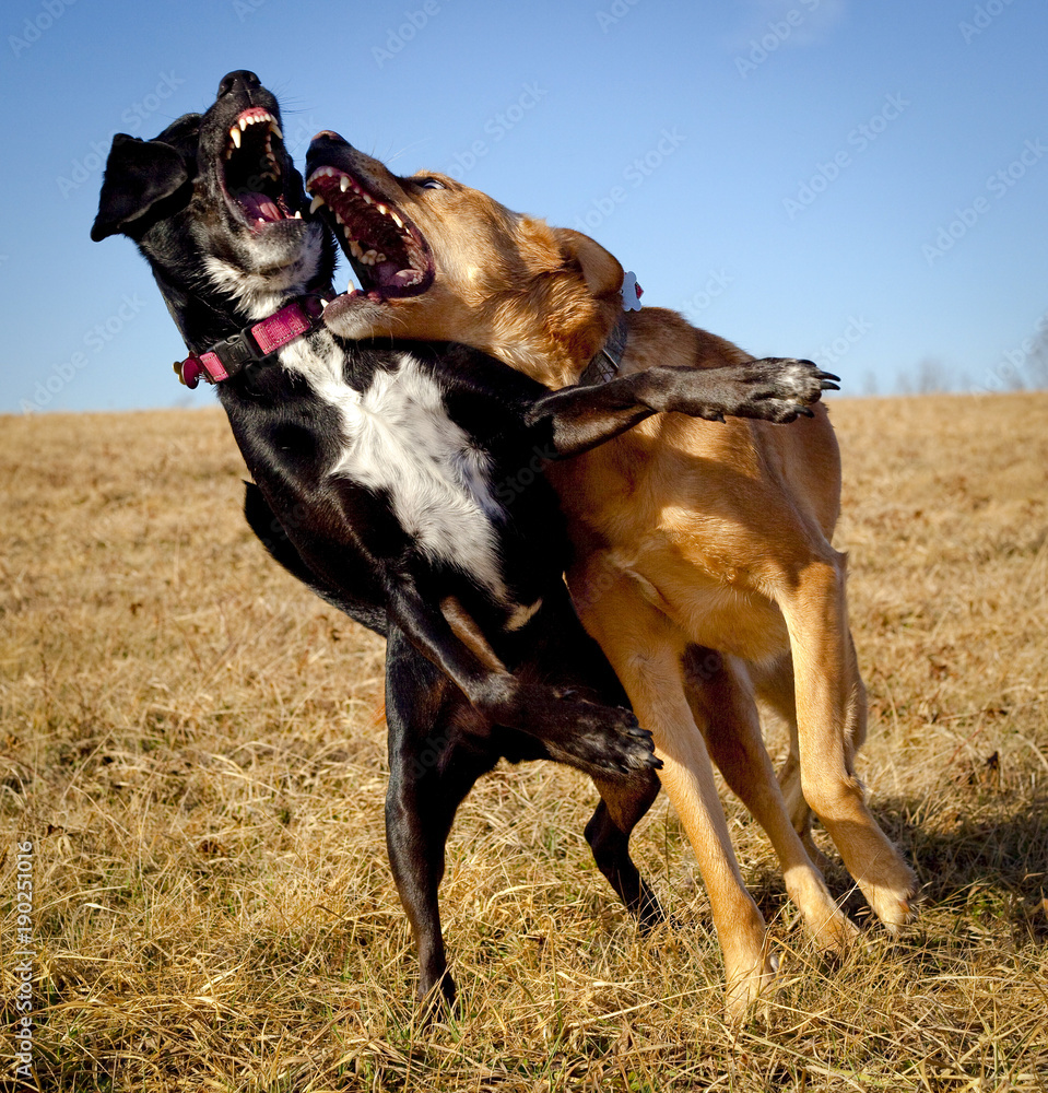 Two dogs play fighting in an open field with teeth bared Stock Photo ...
