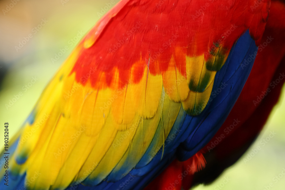 Feather vivid color of The scarlet macaw is a large red, yellow, and ...