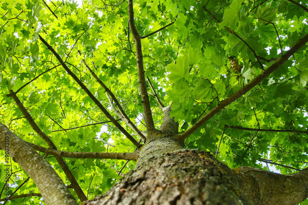 Green summer background. view of green tree from bottom up. Look up ...