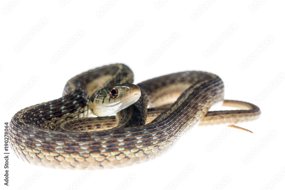 Female garter snake on white background Stock Photo | Adobe Stock