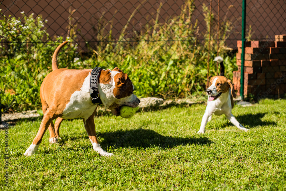American Staffordshire Terrier Amstaff dog play in a garden ...