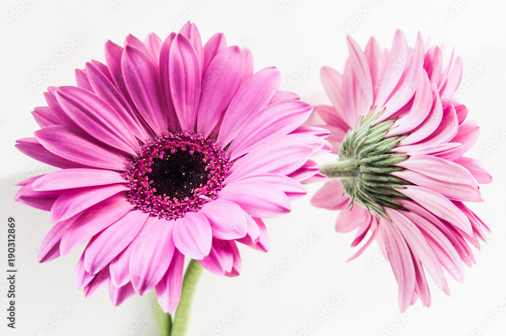 FLORES TIPO MARGARITA COLOR ROSA Stock Photo | Adobe Stock