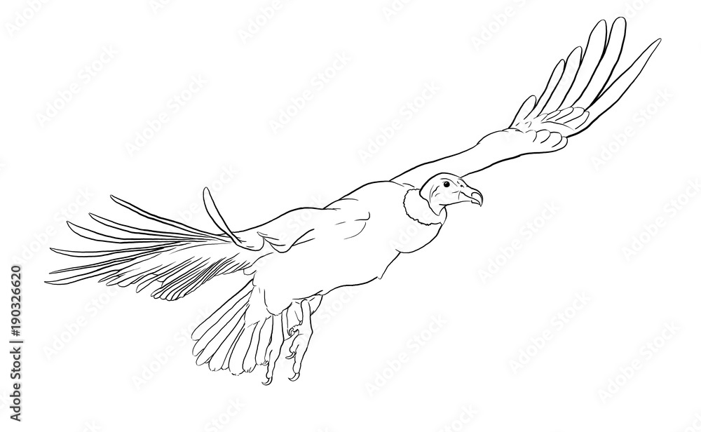Vulture Line Art Coloring Page Illustration Stock Illustration | Adobe ...